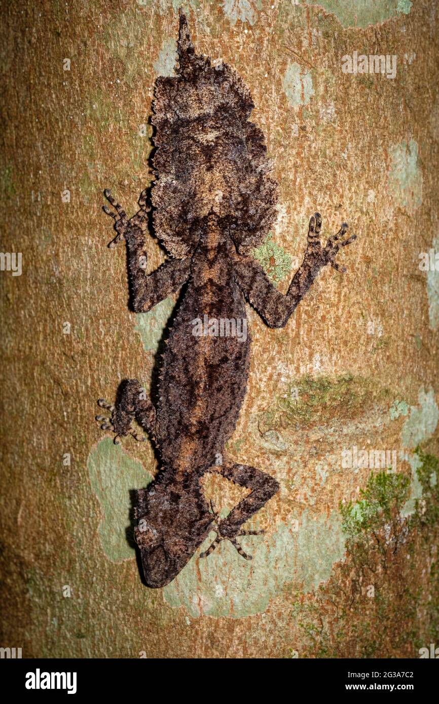 At Geckoes Wildlife - Leaf Tail Gecko Stock Photo - Alamy