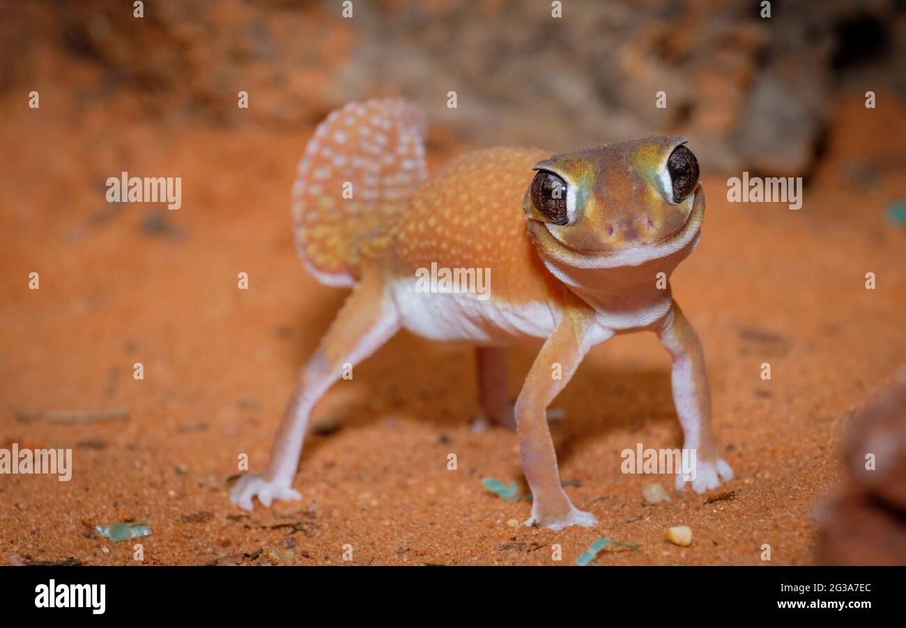 At Geckoes Wildlife - Smooth knob-tailed gecko Stock Photo - Alamy