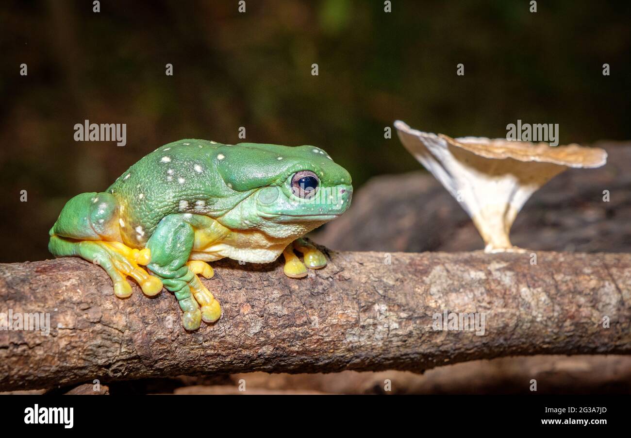 Magnificent tree frog hi-res stock photography and images - Alamy
