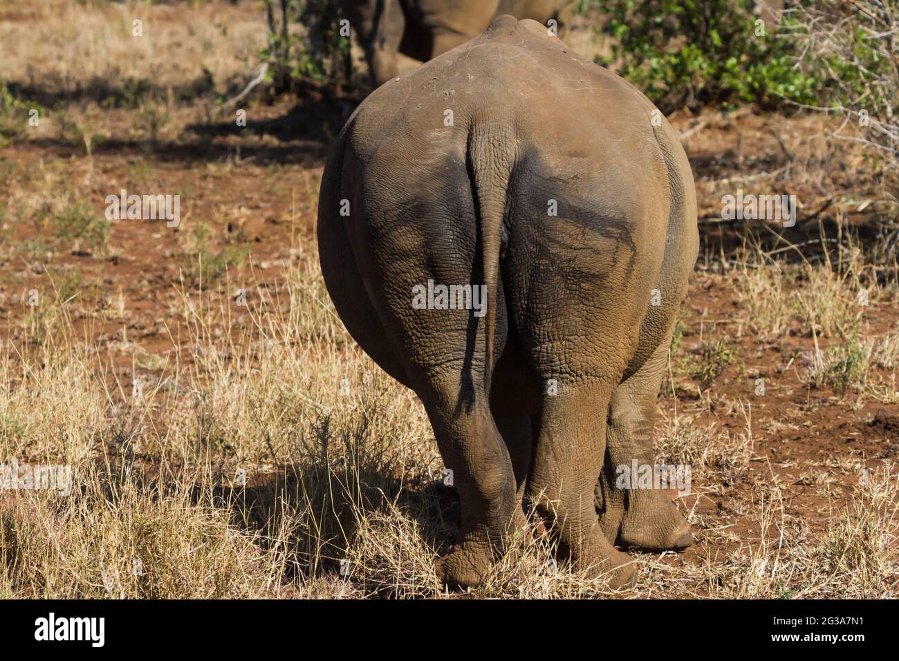 Backside rear view of a southern white rhinoceros (Ceratotherium simum ...