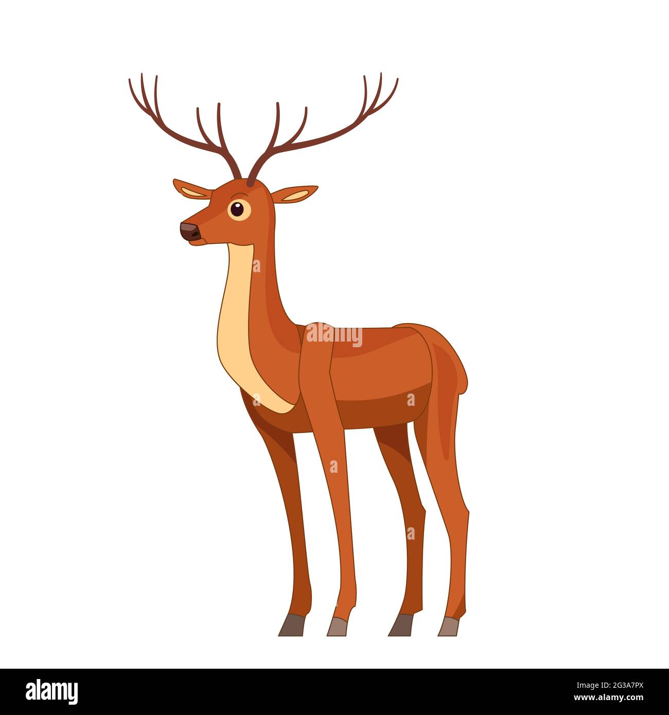 Deer with antlers in standing pose. Wildlife of forest mammals concept ...