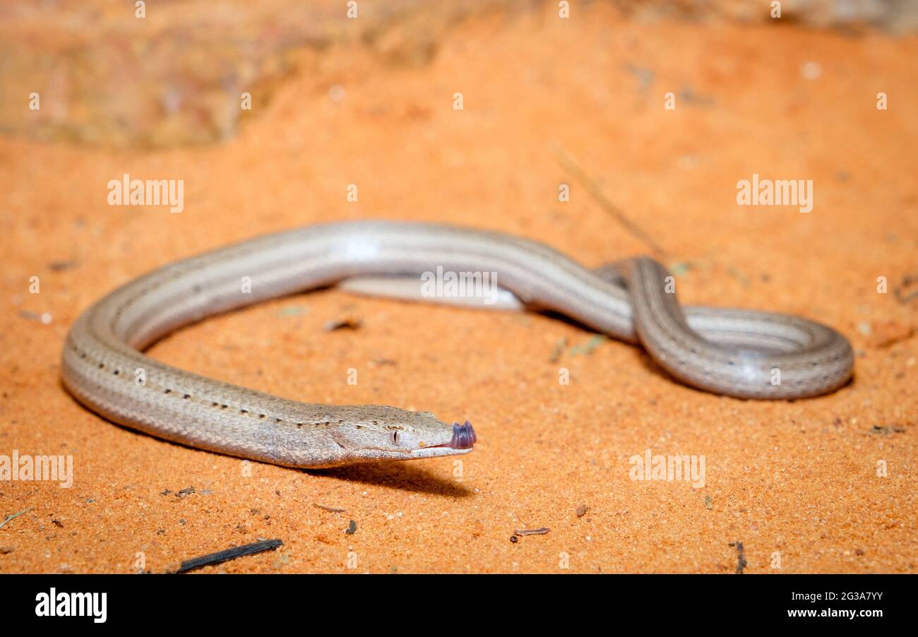 At Geckoes Wildlife - Burtons Legless lizard Stock Photo - Alamy