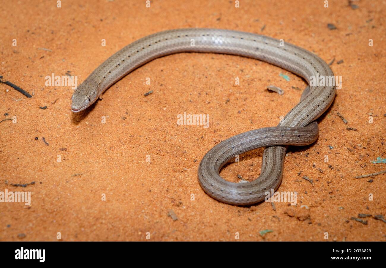 At Geckoes Wildlife - Burtons Legless lizard Stock Photo - Alamy