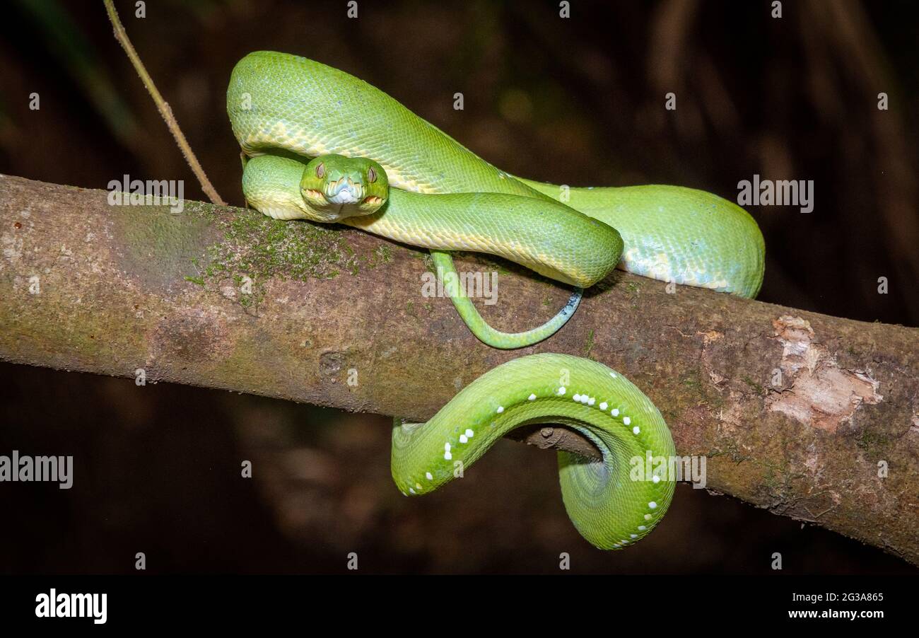 At Geckoes Wildlife - Green Tree Python Stock Photo - Alamy