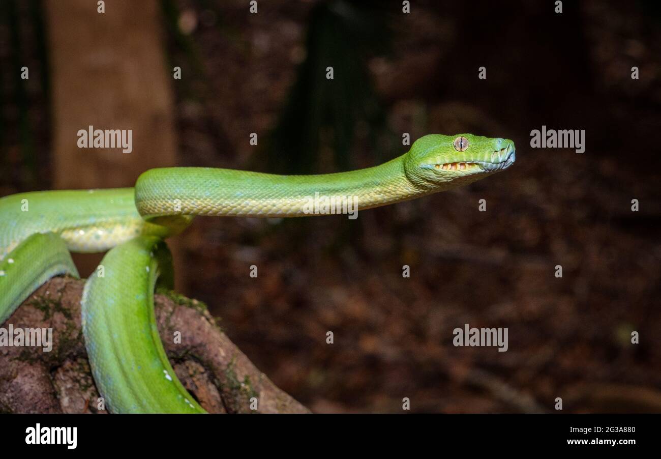 At Geckoes Wildlife - Green Tree Python Stock Photo - Alamy