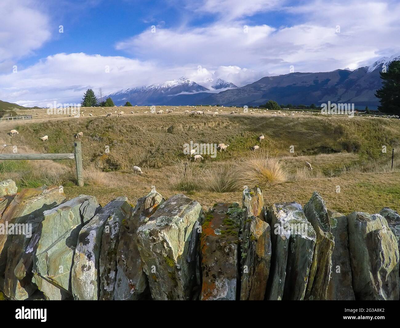 Sheep grazing in an alpine setting. Stone fence, paddocks and a ...