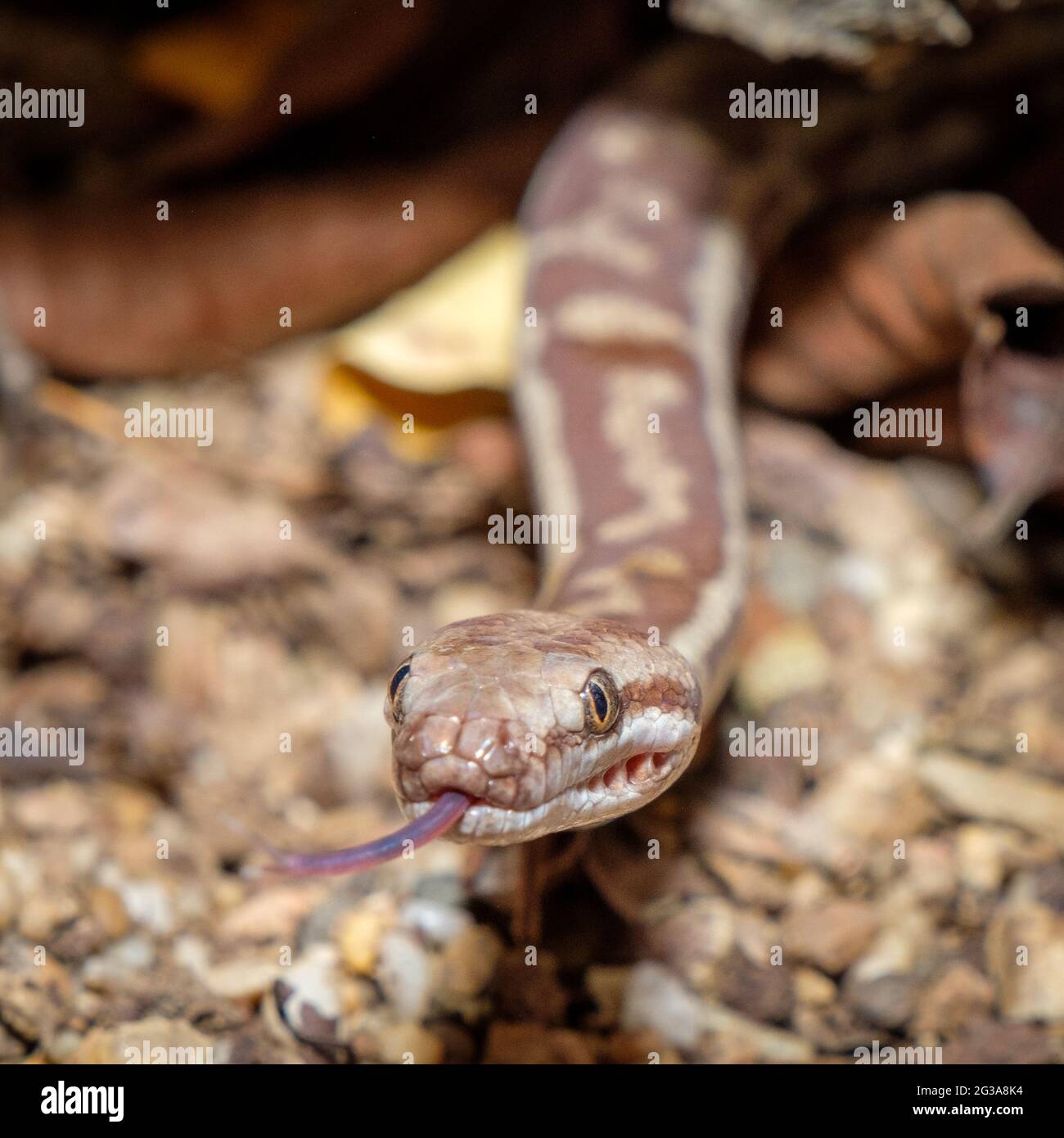 Snake - At Geckoes Wildlife Stock Photo - Alamy