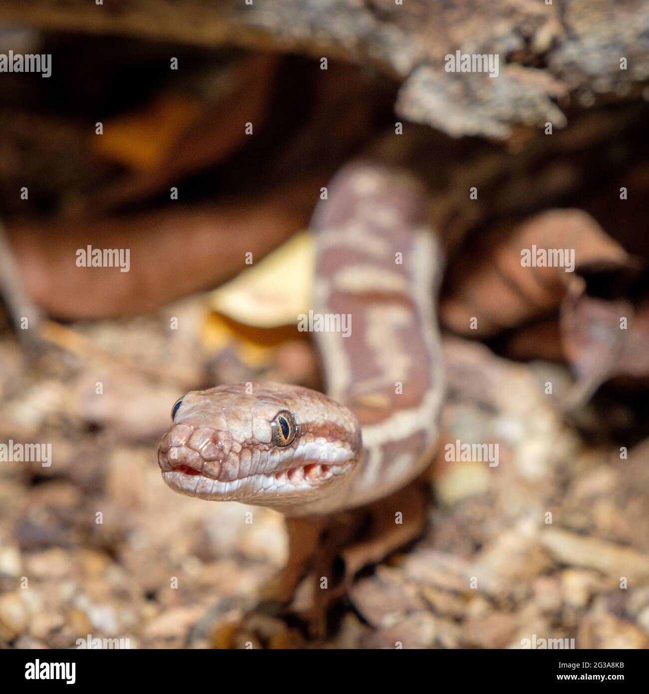 Snake - At Geckoes Wildlife Stock Photo - Alamy