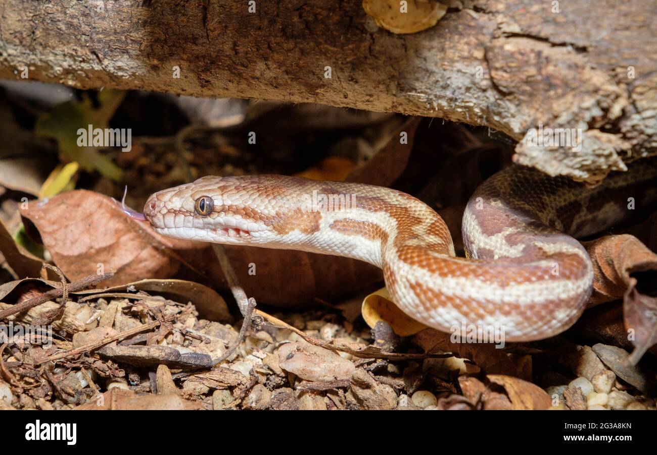 Snake - At Geckoes Wildlife Stock Photo - Alamy