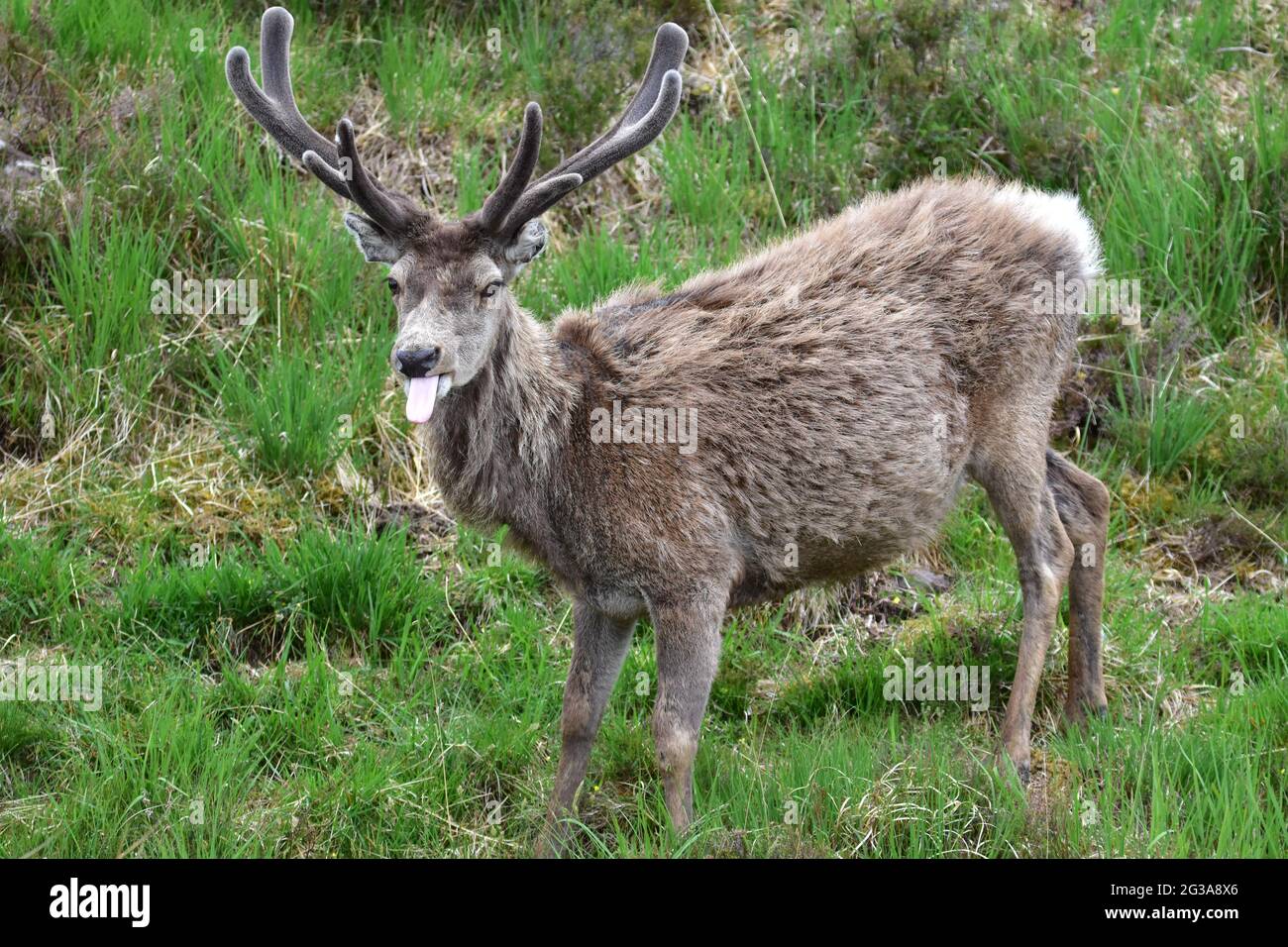 Red Deer Stag Callum sticking his tongue tongue out in Torridon Stock ...