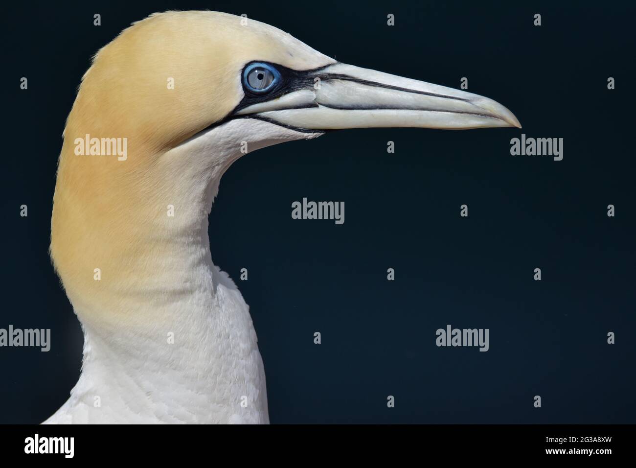 Northern gannet scotland hi-res stock photography and images - Alamy