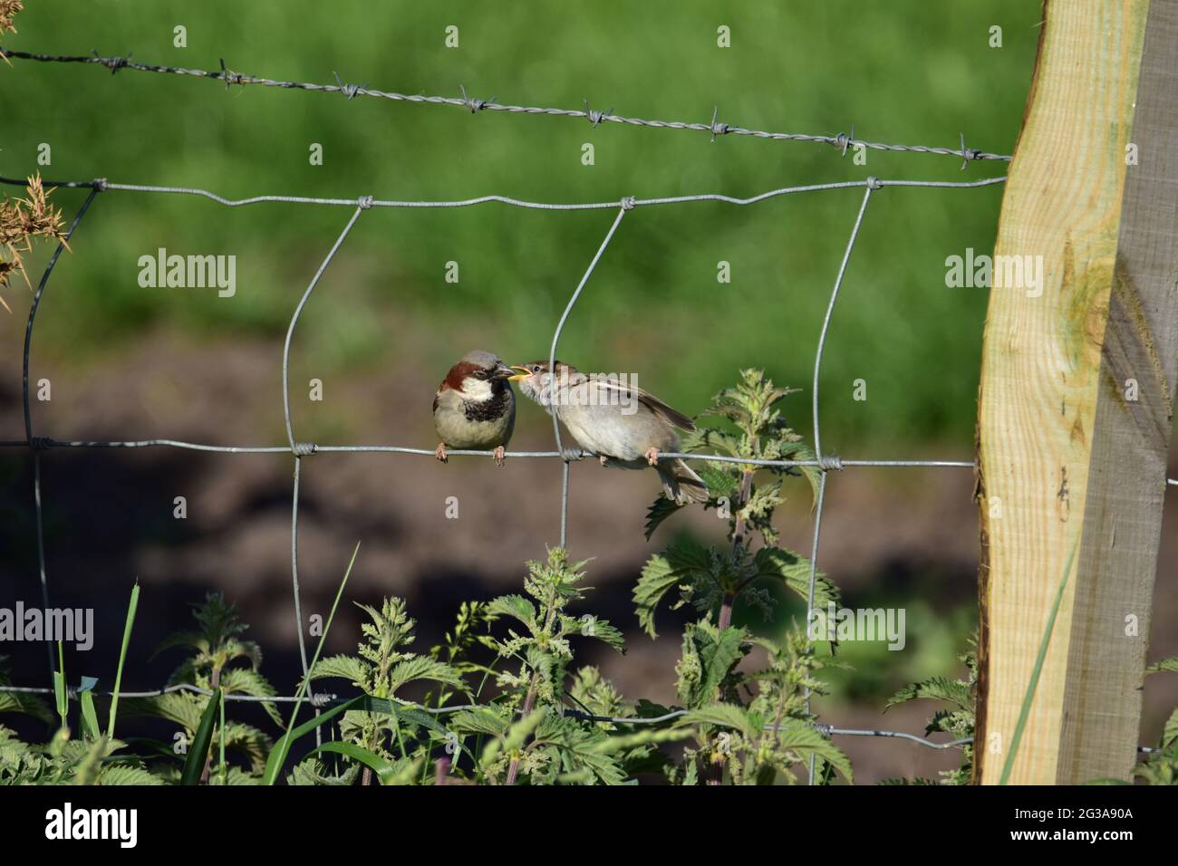 Fledgling sparrow hi-res stock photography and images - Alamy