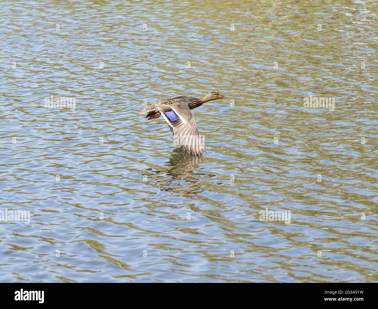 Duck flying over the lake Stock Photo - Alamy