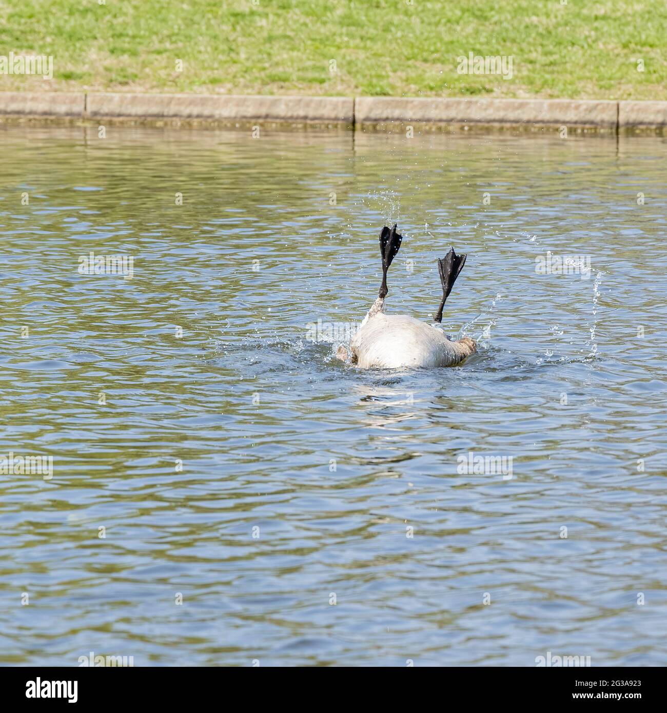 Cute duck upside down in a pond Stock Photo - Alamy