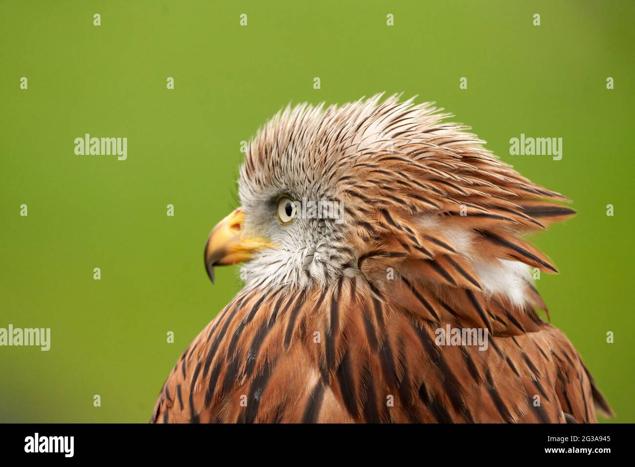 Red kite, bird of prey portrait, Yellow eye and beak. Green grass in ...