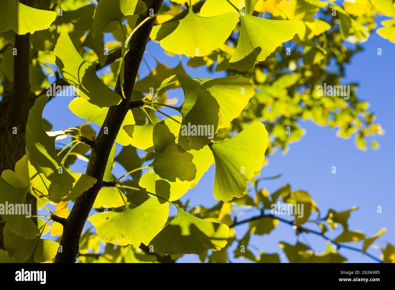 Gingko Biloba tree leaves outdoor Stock Photo - Alamy