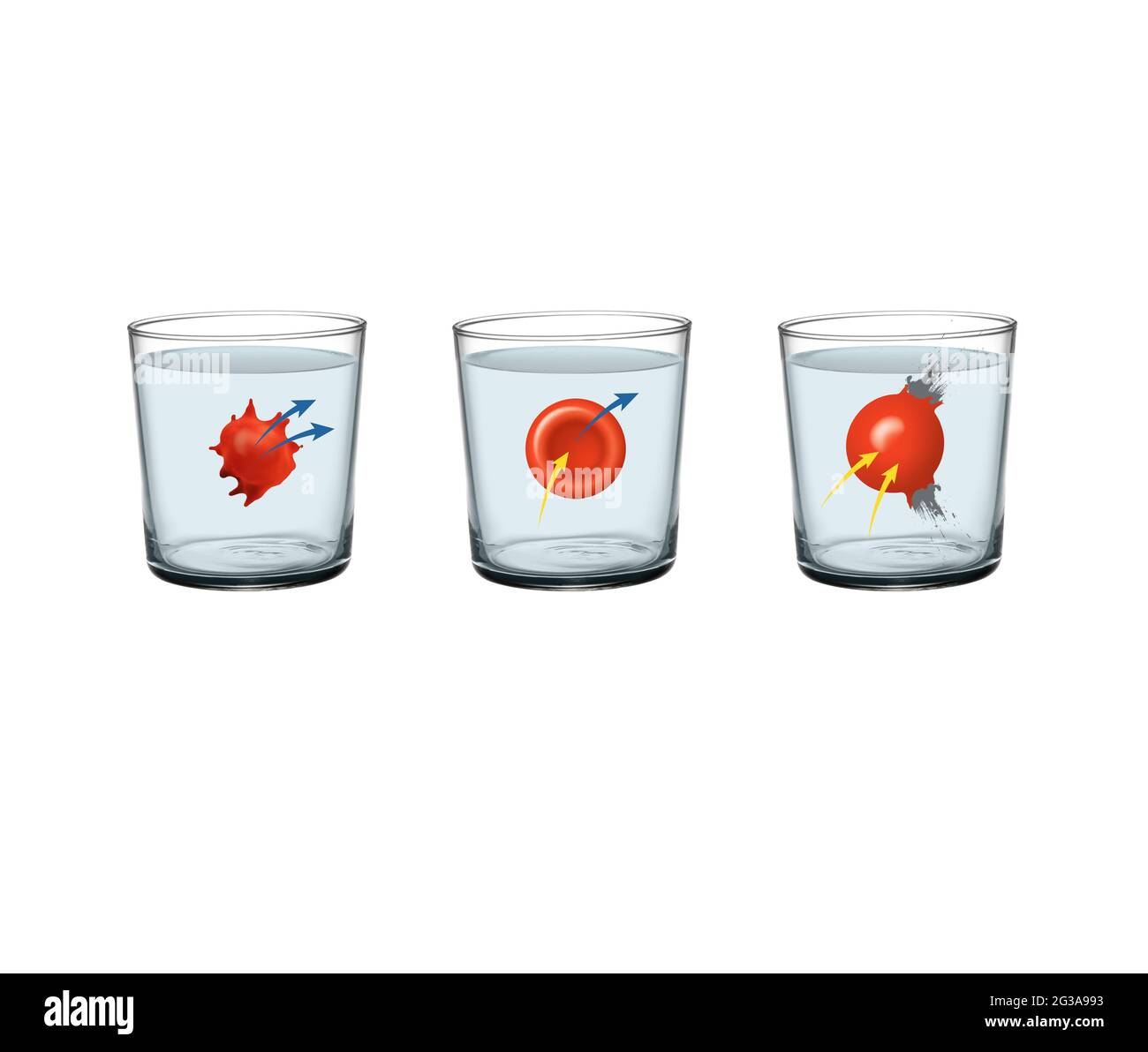 Red blood cells in hypertonic solution hi-res stock photography and ...