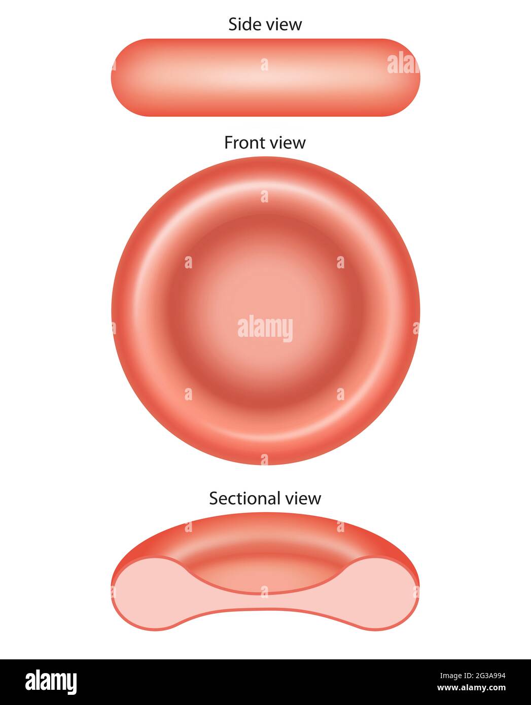 Red blood cell structure hi-res stock photography and images - Alamy