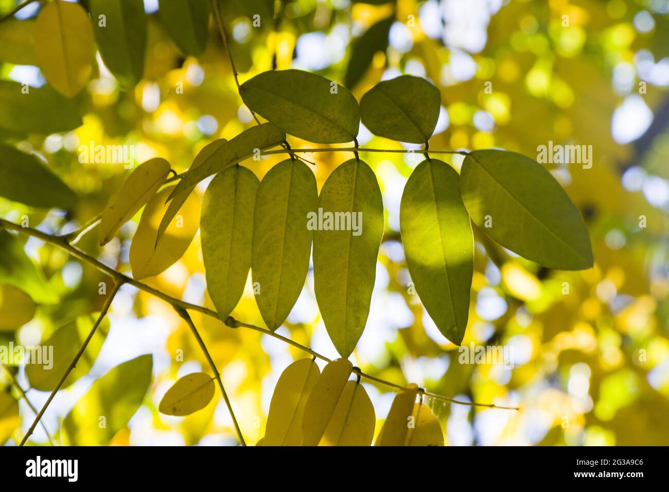 Ash-tree leaves at sunlight in autumn Stock Photo - Alamy