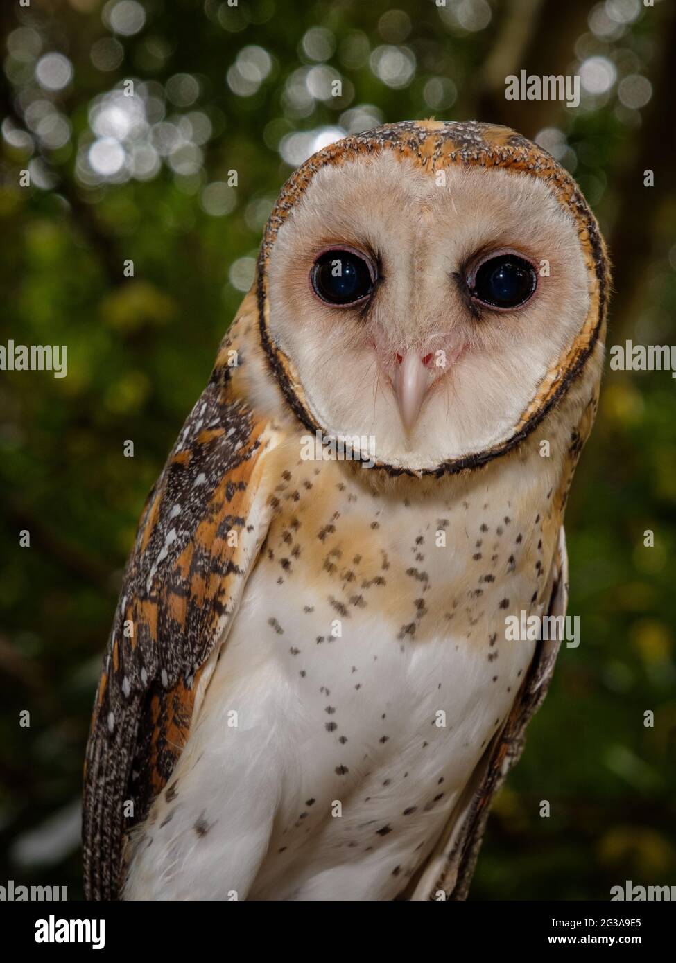 At Geckoes Wildlife - Barn Owl Stock Photo - Alamy