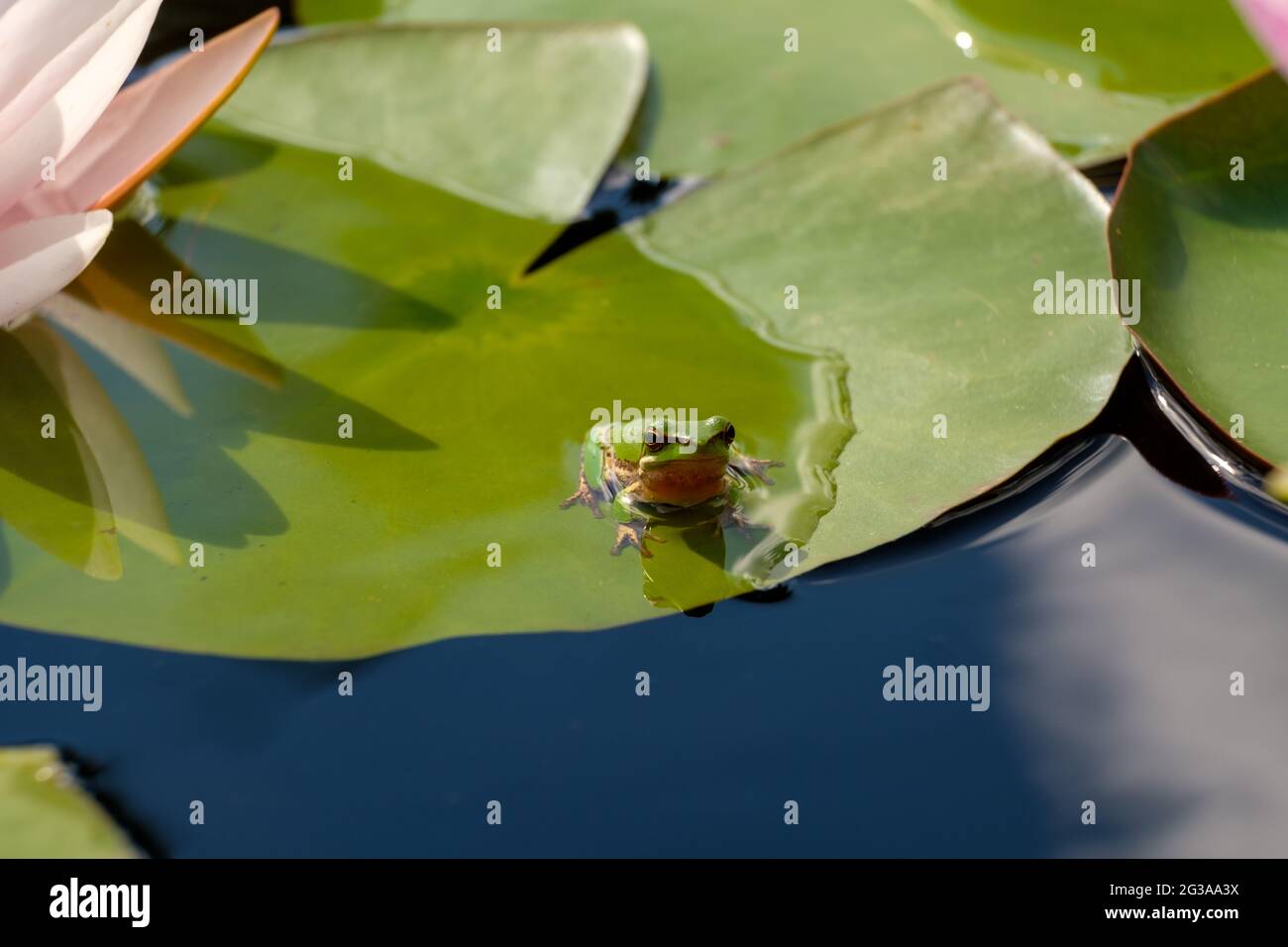 Eastern Sedge Frogs at Mt Coot-Tha Library "Frog Ponds Stock Photo - Alamy