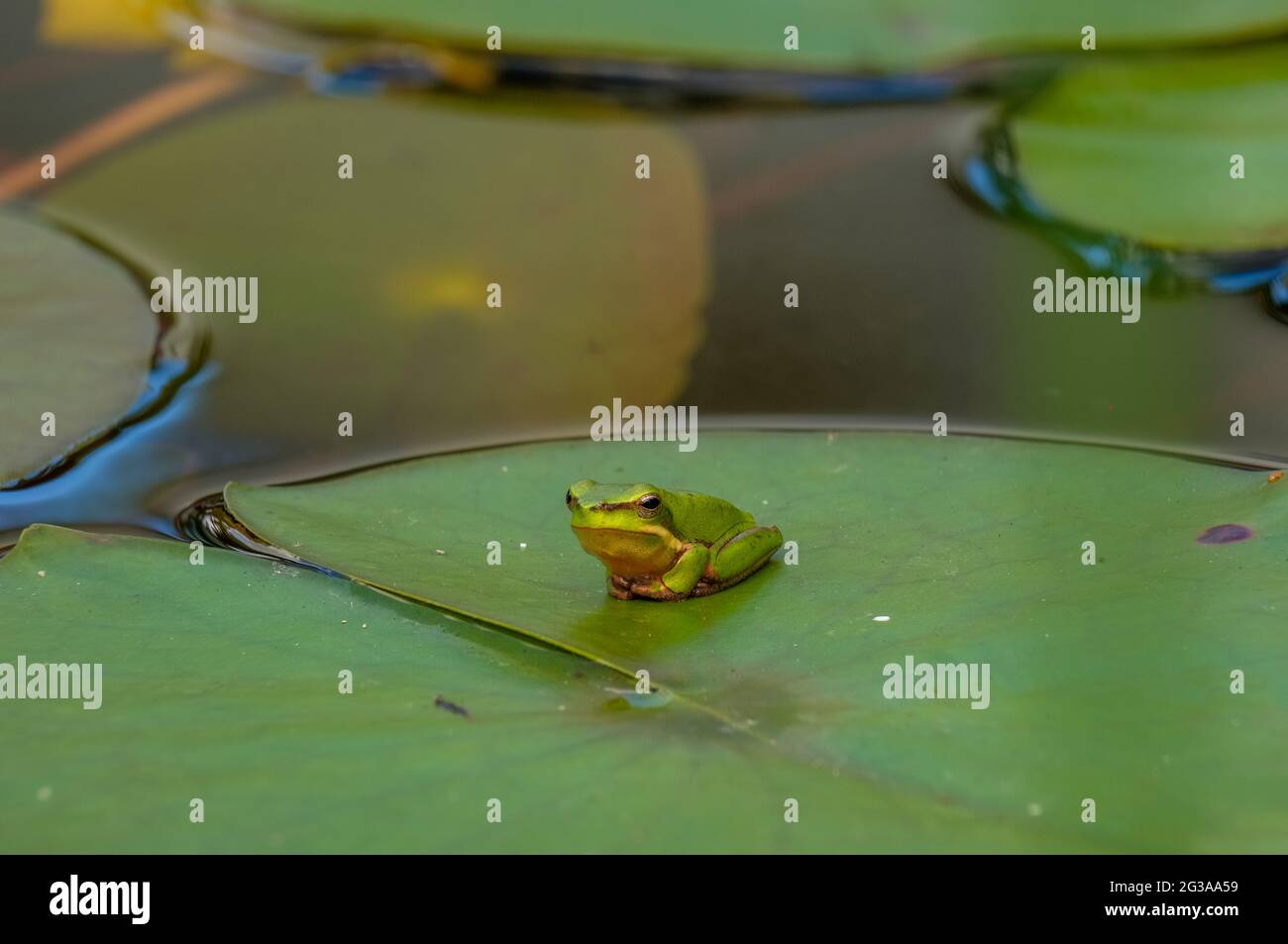 Eastern Sedge Frogs at Mt Coot-Tha Library "Frog Ponds Stock Photo - Alamy