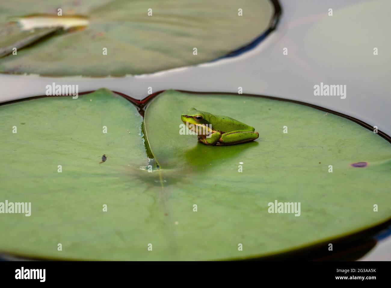 Eastern Sedge Frogs at Mt Coot-Tha Library "Frog Ponds Stock Photo - Alamy