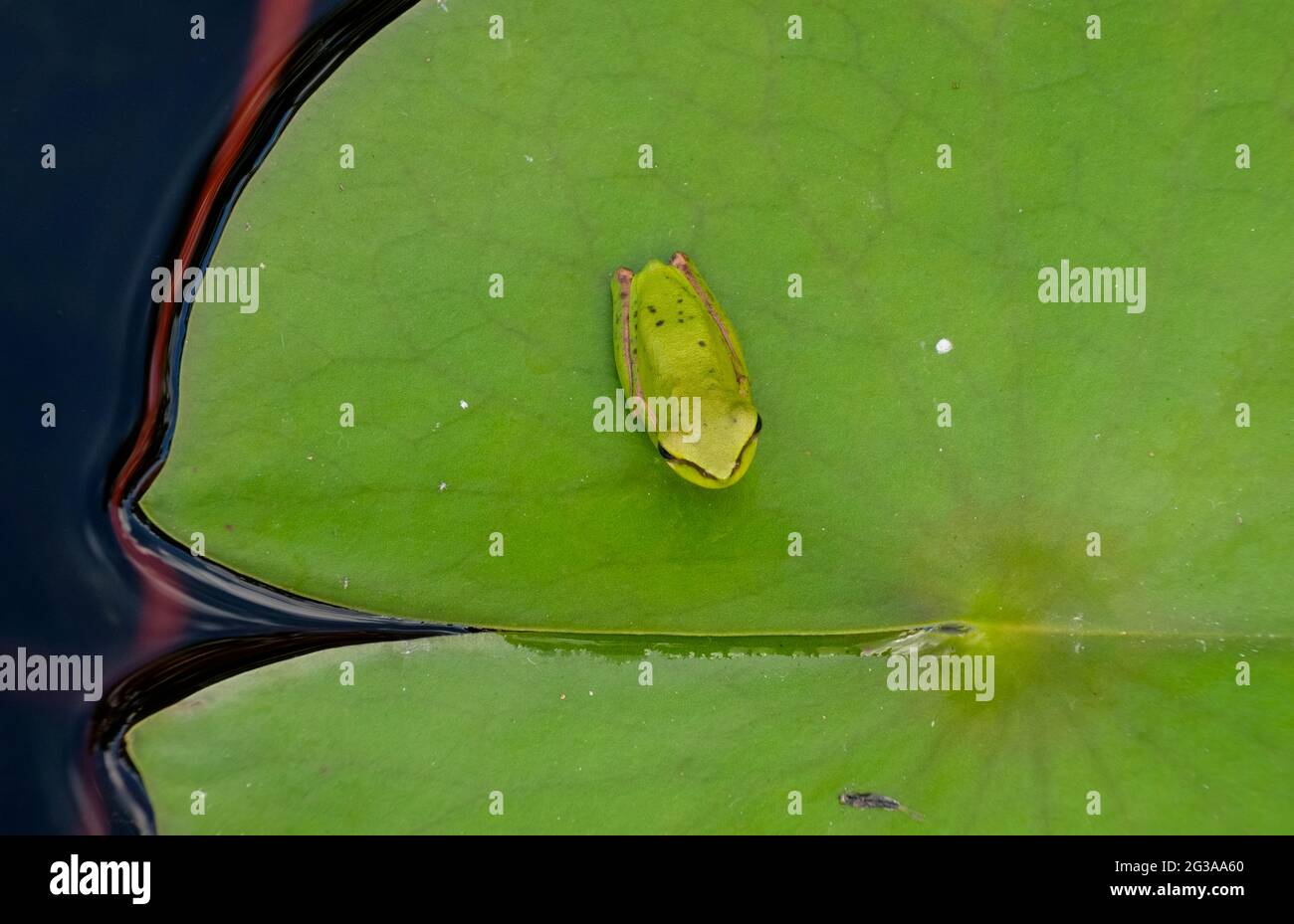 Eastern Sedge Frogs at Mt Coot-Tha Library "Frog Ponds Stock Photo - Alamy