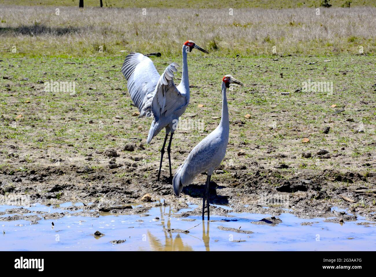 BEAUTIFUL AUSTRALIAN BROLGA Stock Photo - Alamy
