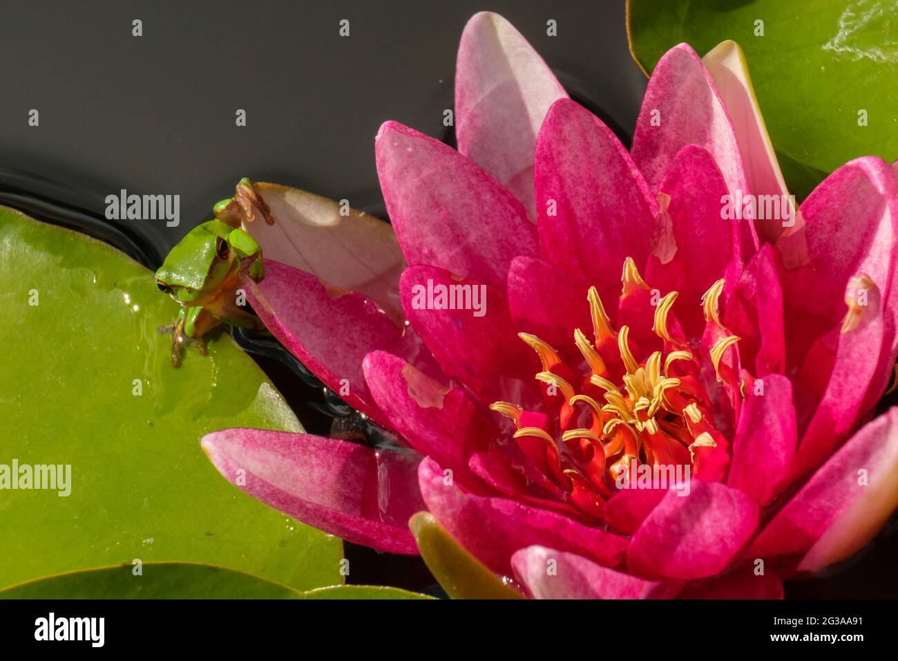 Eastern Sedge Frogs at Mt Coot-Tha Library "Frog Ponds Stock Photo - Alamy