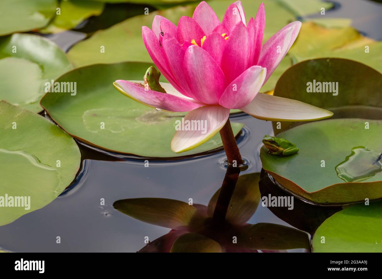 Eastern Sedge Frogs at Mt Coot-Tha Library "Frog Ponds Stock Photo - Alamy