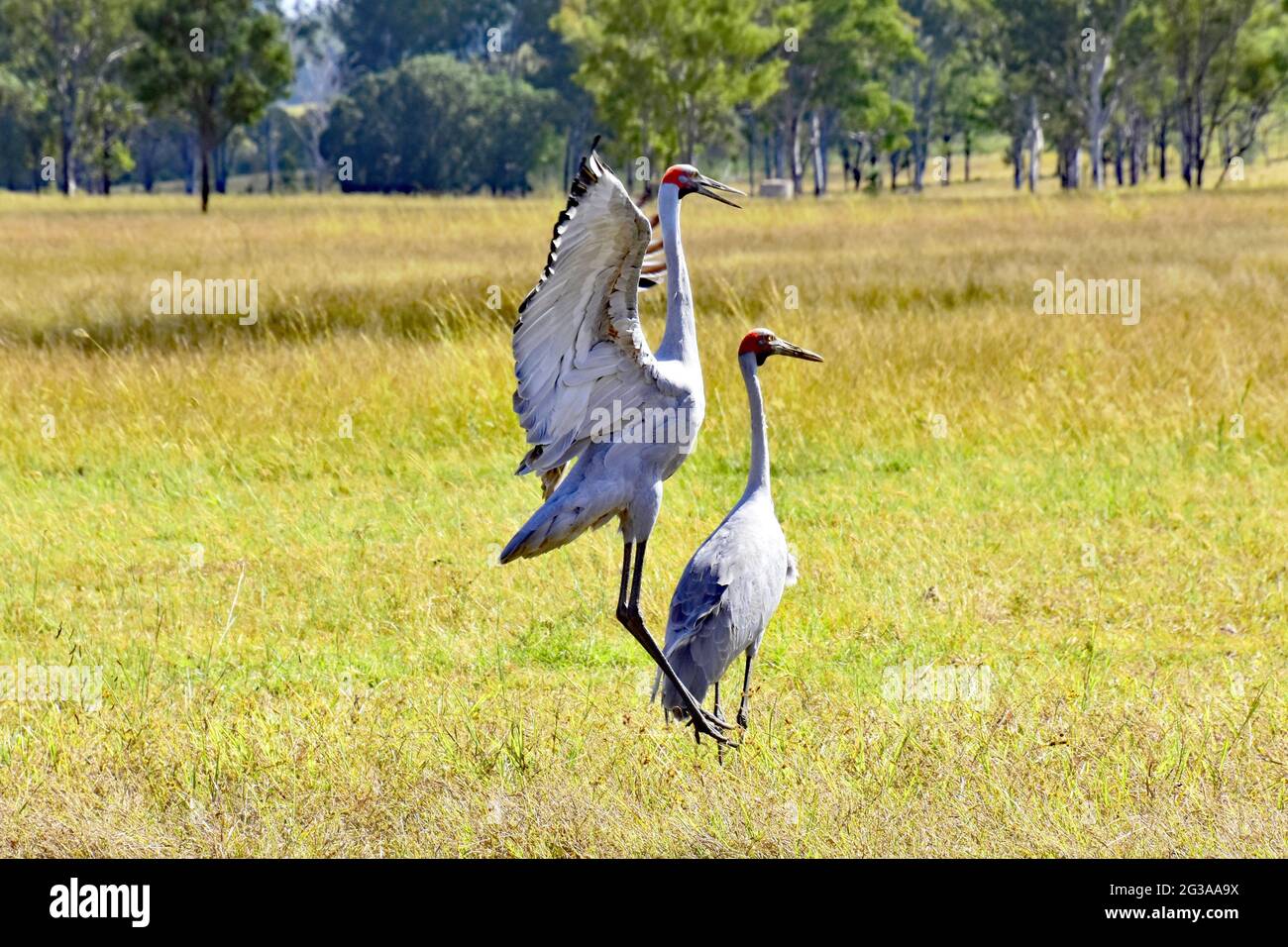 BEAUTIFUL AUSTRALIAN BROLGA Stock Photo - Alamy