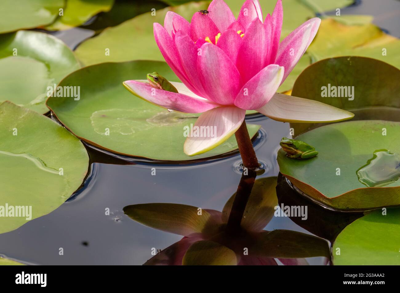 Eastern Sedge Frogs at Mt Coot-Tha Library "Frog Ponds Stock Photo - Alamy