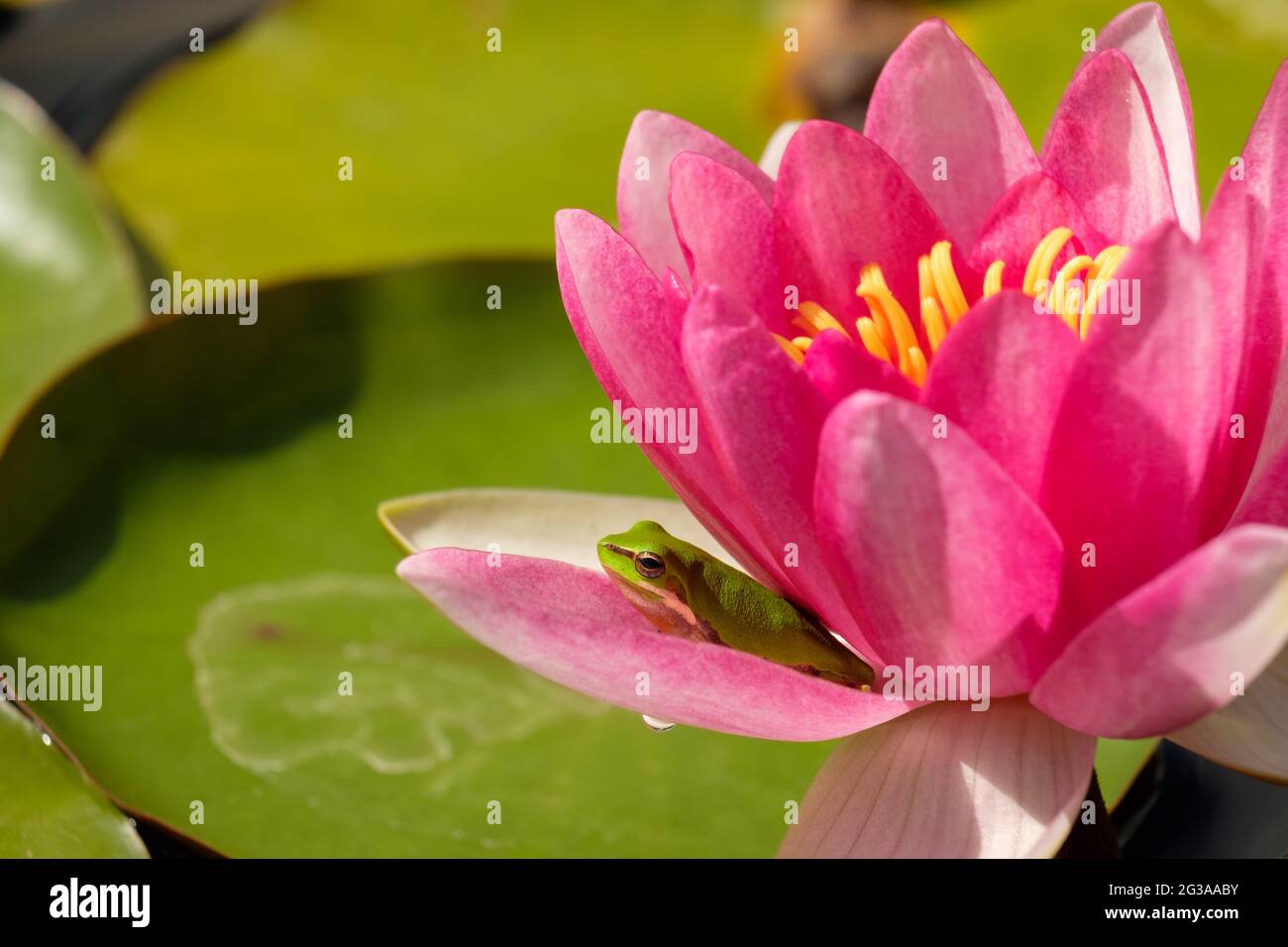 Eastern Sedge Frogs at Mt Coot-Tha Library "Frog Ponds Stock Photo - Alamy