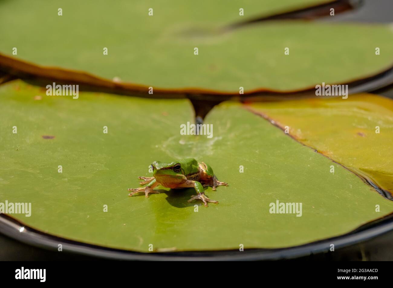 Eastern Sedge Frogs at Mt Coot-Tha Library "Frog Ponds Stock Photo - Alamy