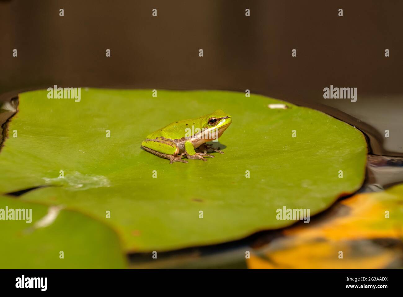 Eastern Sedge Frogs at Mt Coot-Tha Library "Frog Ponds Stock Photo - Alamy