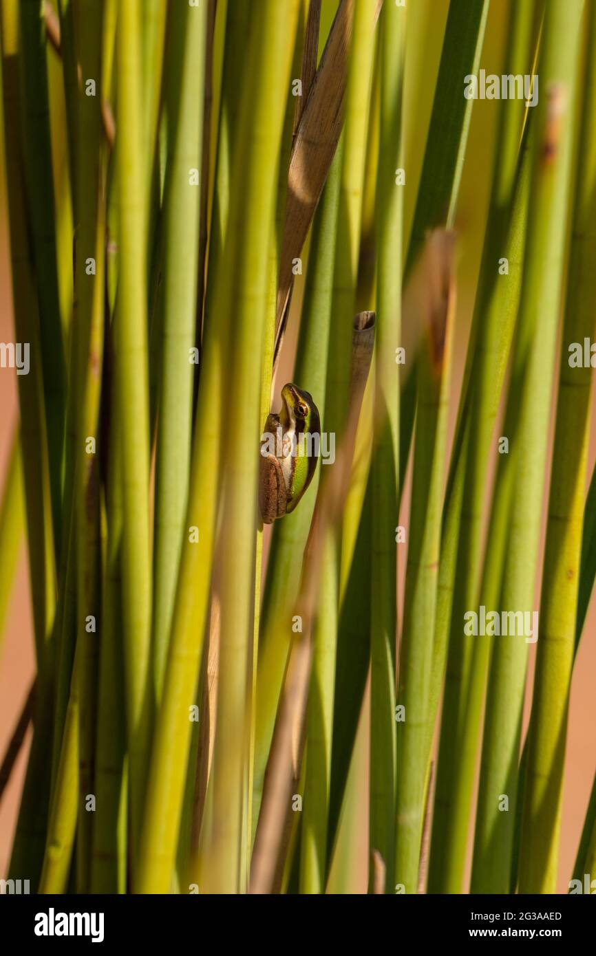Eastern Sedge Frogs at Mt Coot-Tha Library "Frog Ponds Stock Photo - Alamy