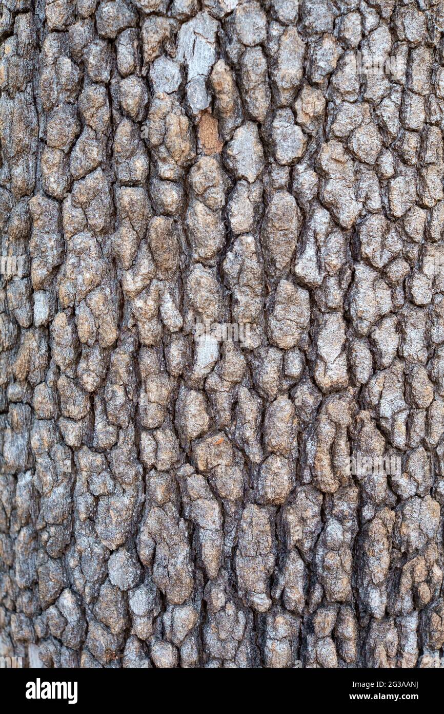 Tree Bark textures Stock Photo - Alamy