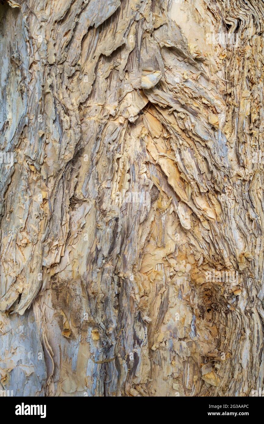 Tree Bark textures Stock Photo - Alamy