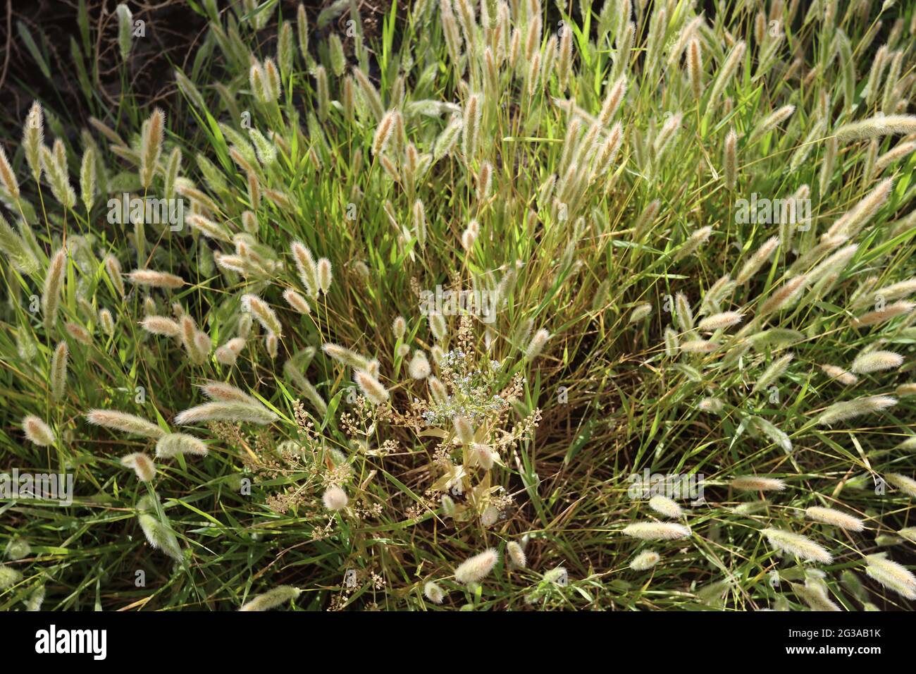 River grasses hi-res stock photography and images - Alamy