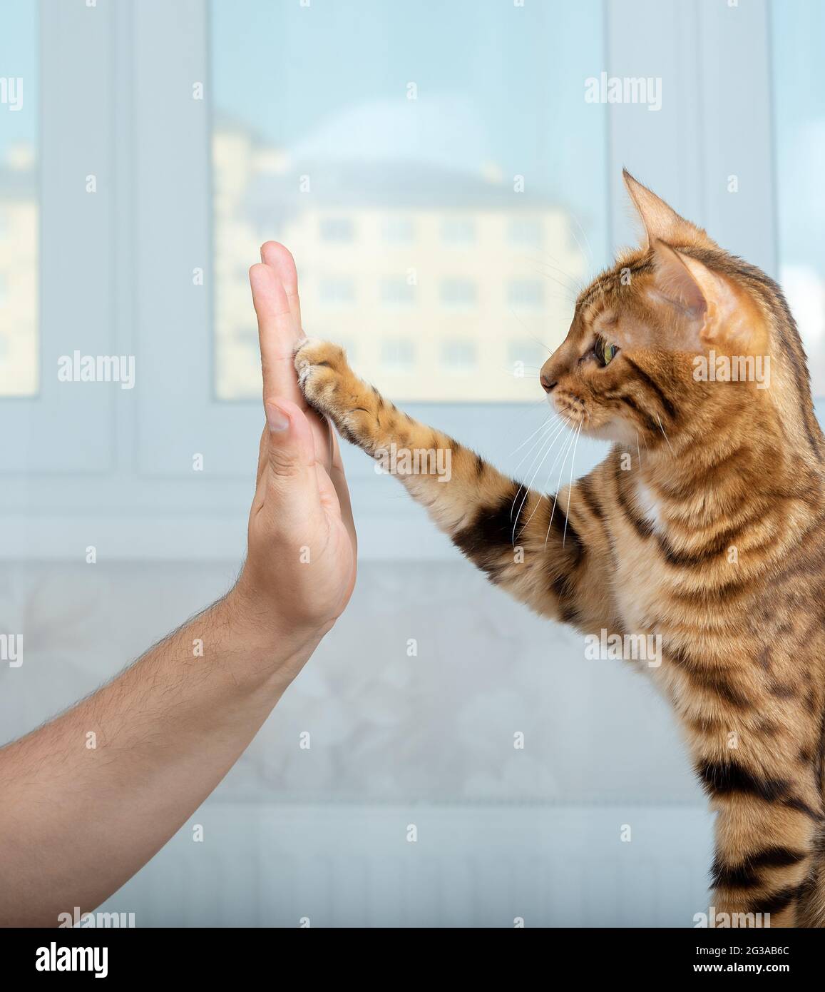 Cat giving high five hi-res stock photography and images - Alamy