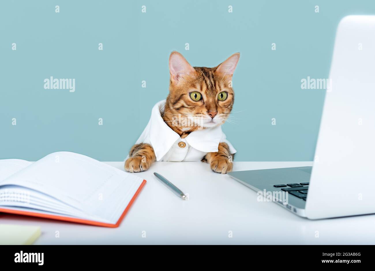 Cat - manager in a white shirt sitting in the office while working ...