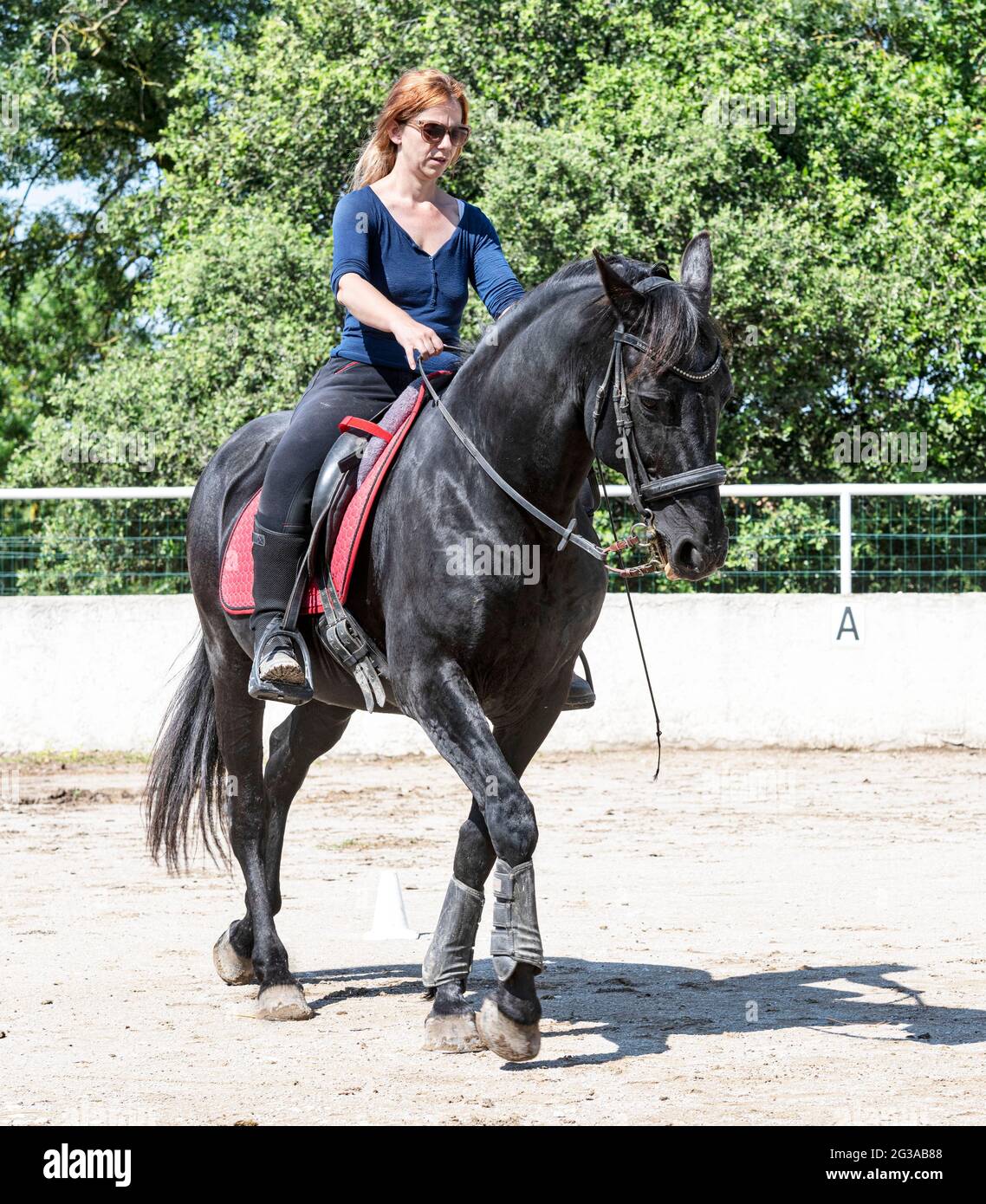 riding girl are training her black horse Stock Photo - Alamy