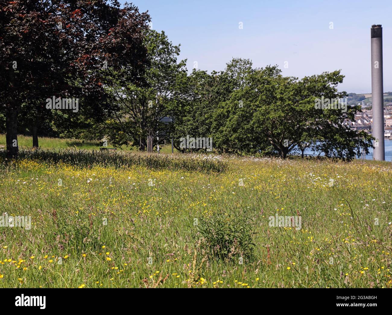 One of the green areas in Plymouth set aside for a Wildflower Meadow ...