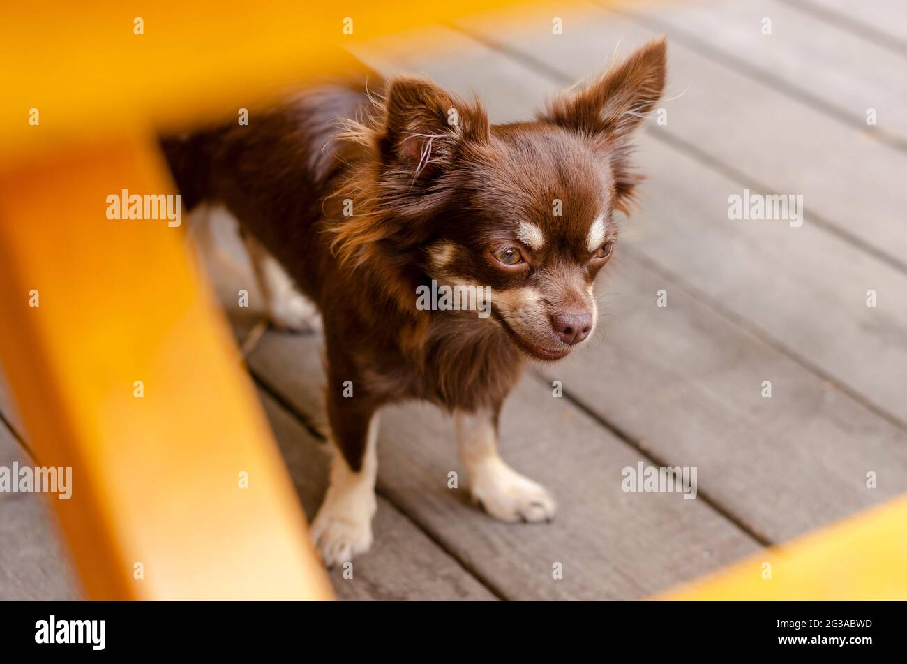 Tired chihuahua hi-res stock photography and images - Alamy