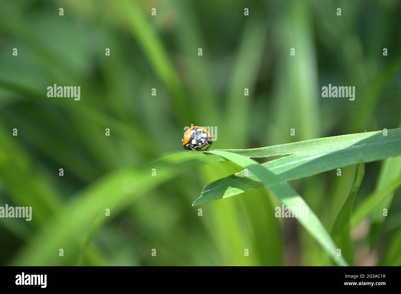 Yellow ladybug hi-res stock photography and images - Alamy