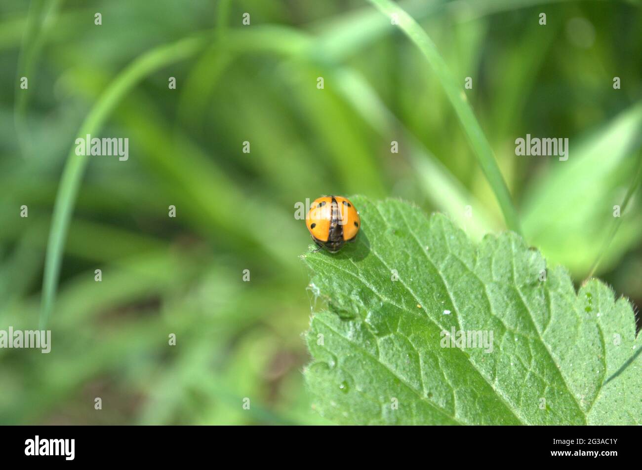 Ladybug detail hi-res stock photography and images - Alamy