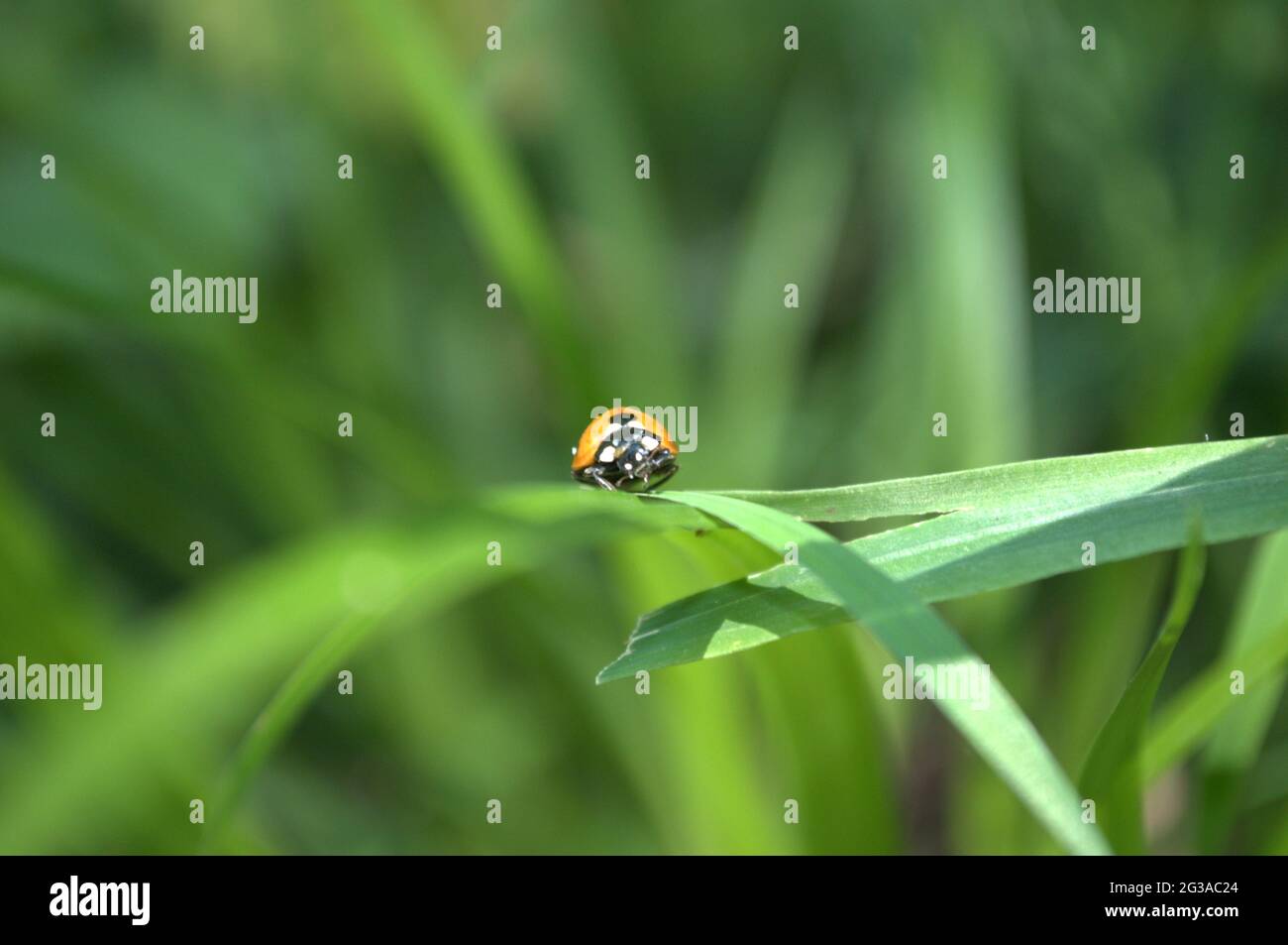 Yellow ladybug hi-res stock photography and images - Alamy