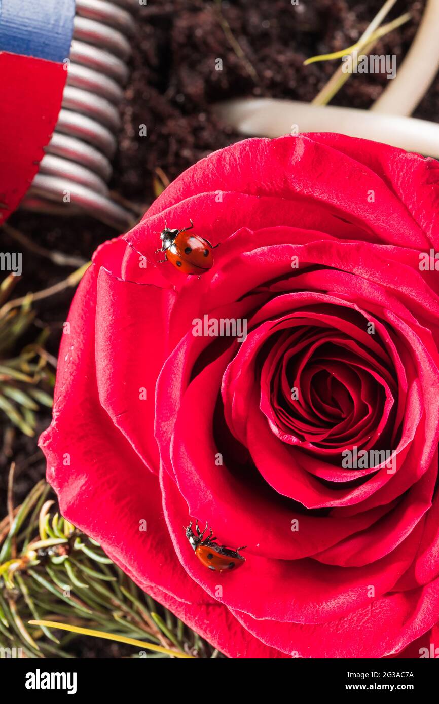 Ladybug on petal rose hi-res stock photography and images - Alamy