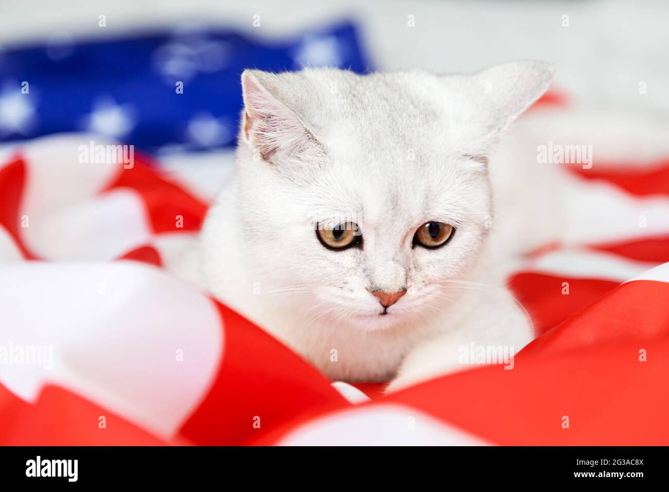 American Flag Cat